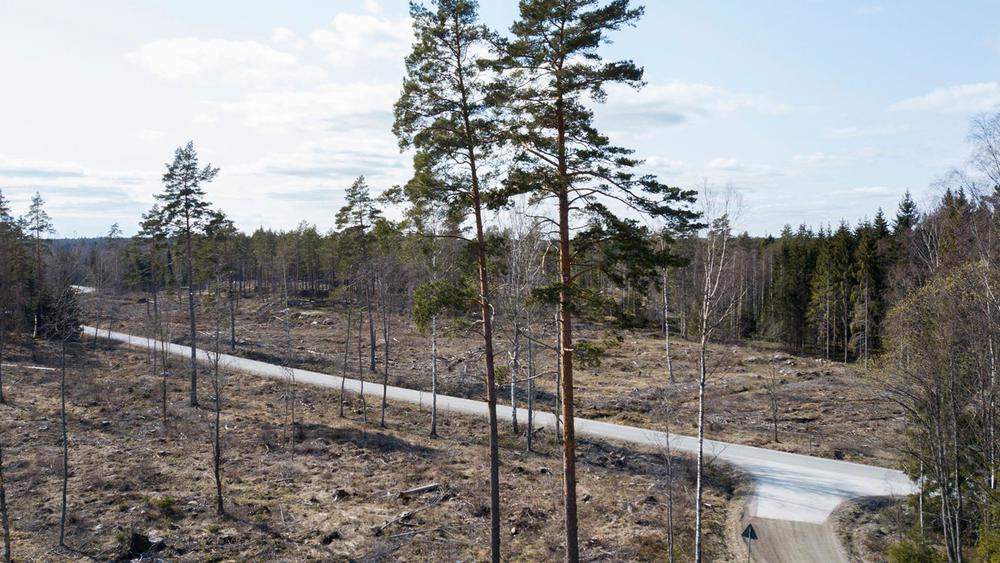 Kalhyggen sämst för både klimat och miljö | Dagens ETC