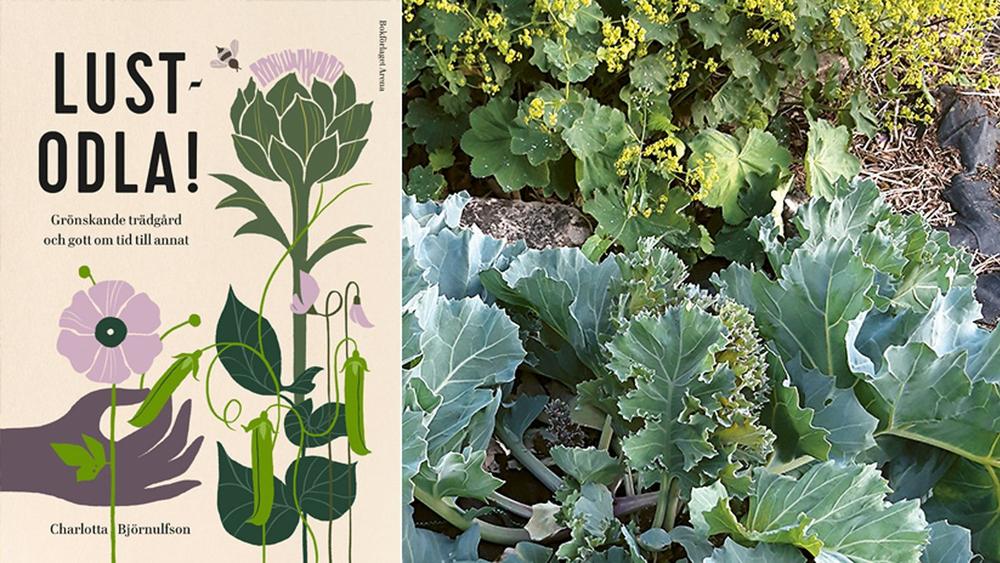 Så slipper du kupa din potatis | ETC nyhetsmagasin