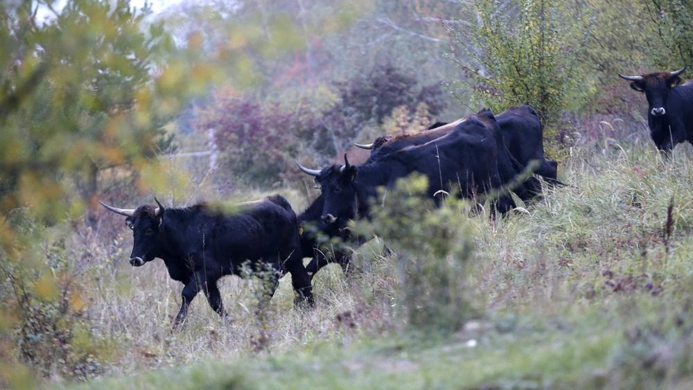 Tillbaka till uroxen? | ETC nyhetsmagasin