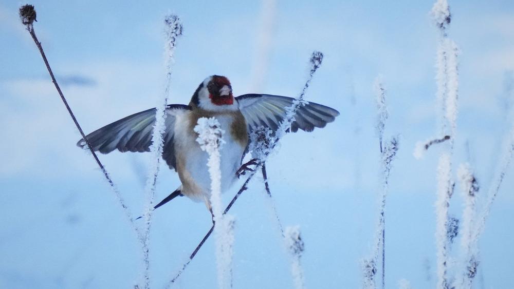 Stannar kvar trots kylan | Dagens ETC